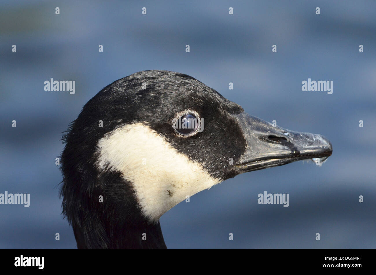 Canada goose head portrait Stock Photo - Alamy