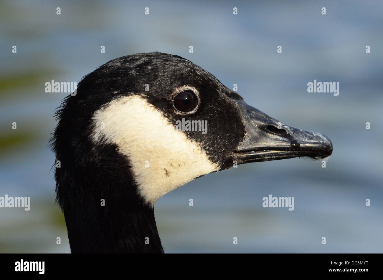 Canada goose head portrait Stock Photo - Alamy