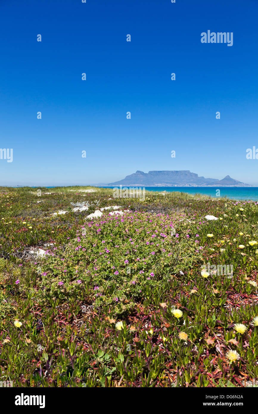 Cape Town, South Africa. Fynbos grows in the coastal sand dunes with ...
