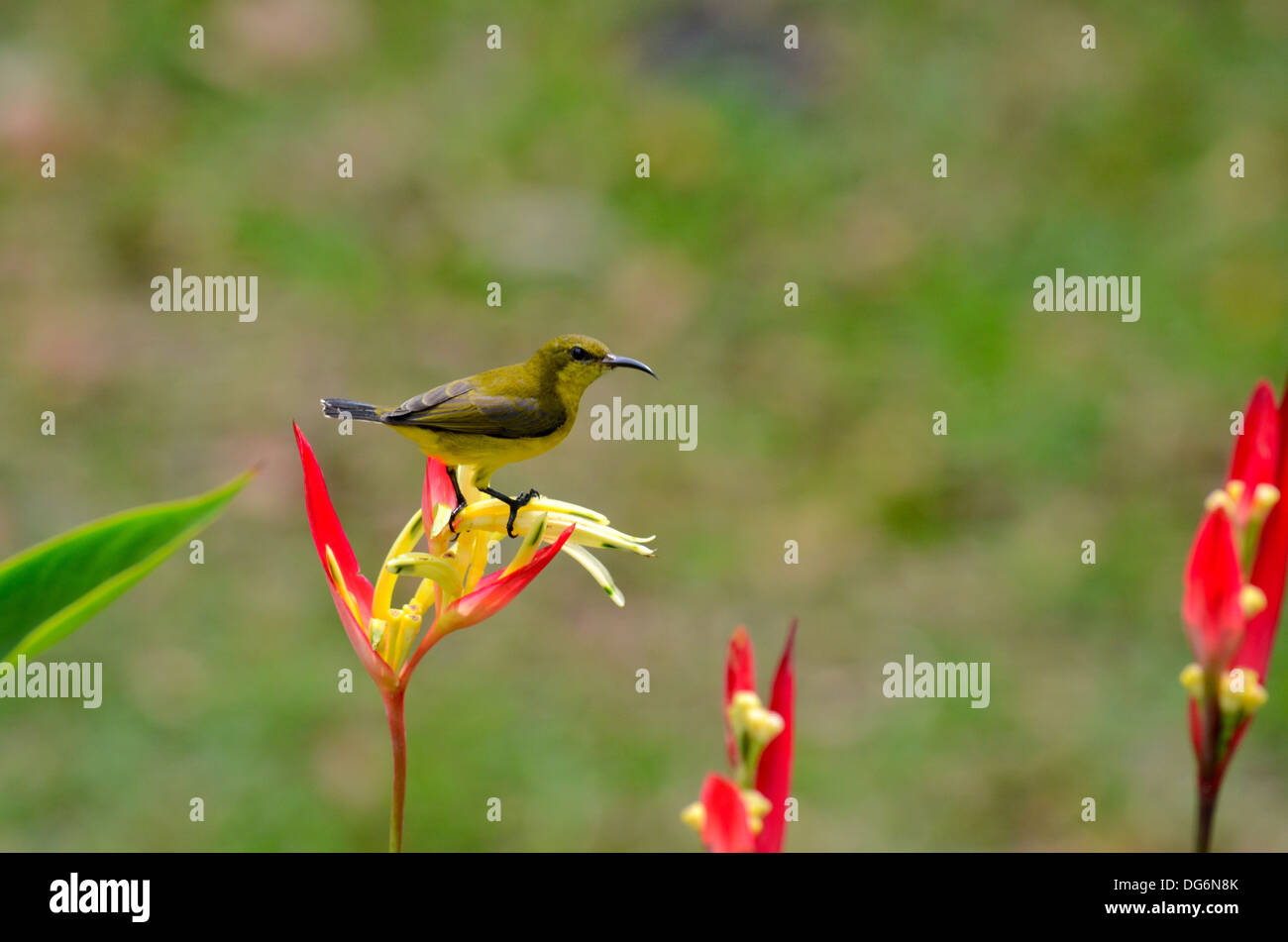 Female Olive Backed Sunbird sits on Heliconia plant Stock Photo - Alamy