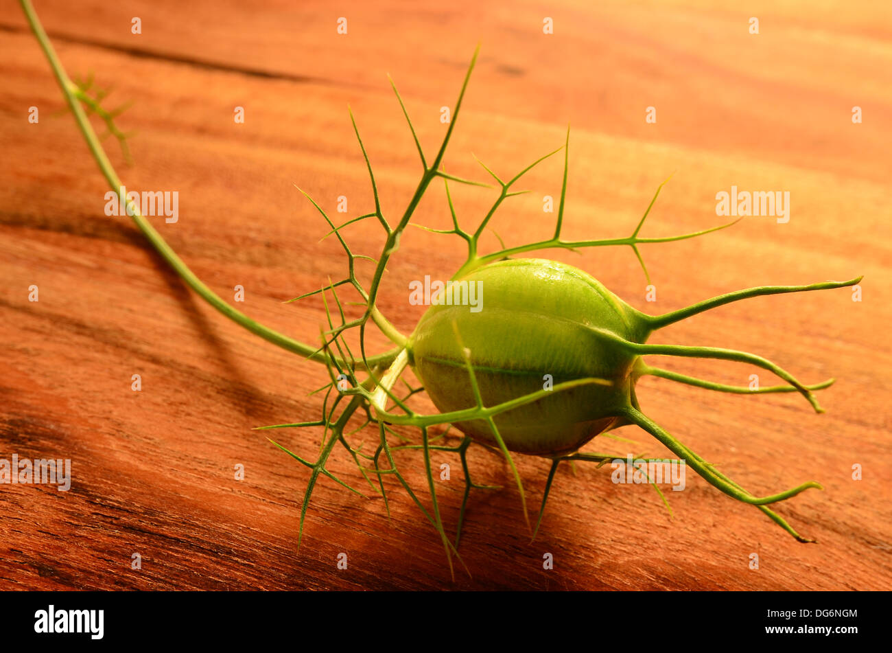 Nigella seed pod hi-res stock photography and images - Alamy