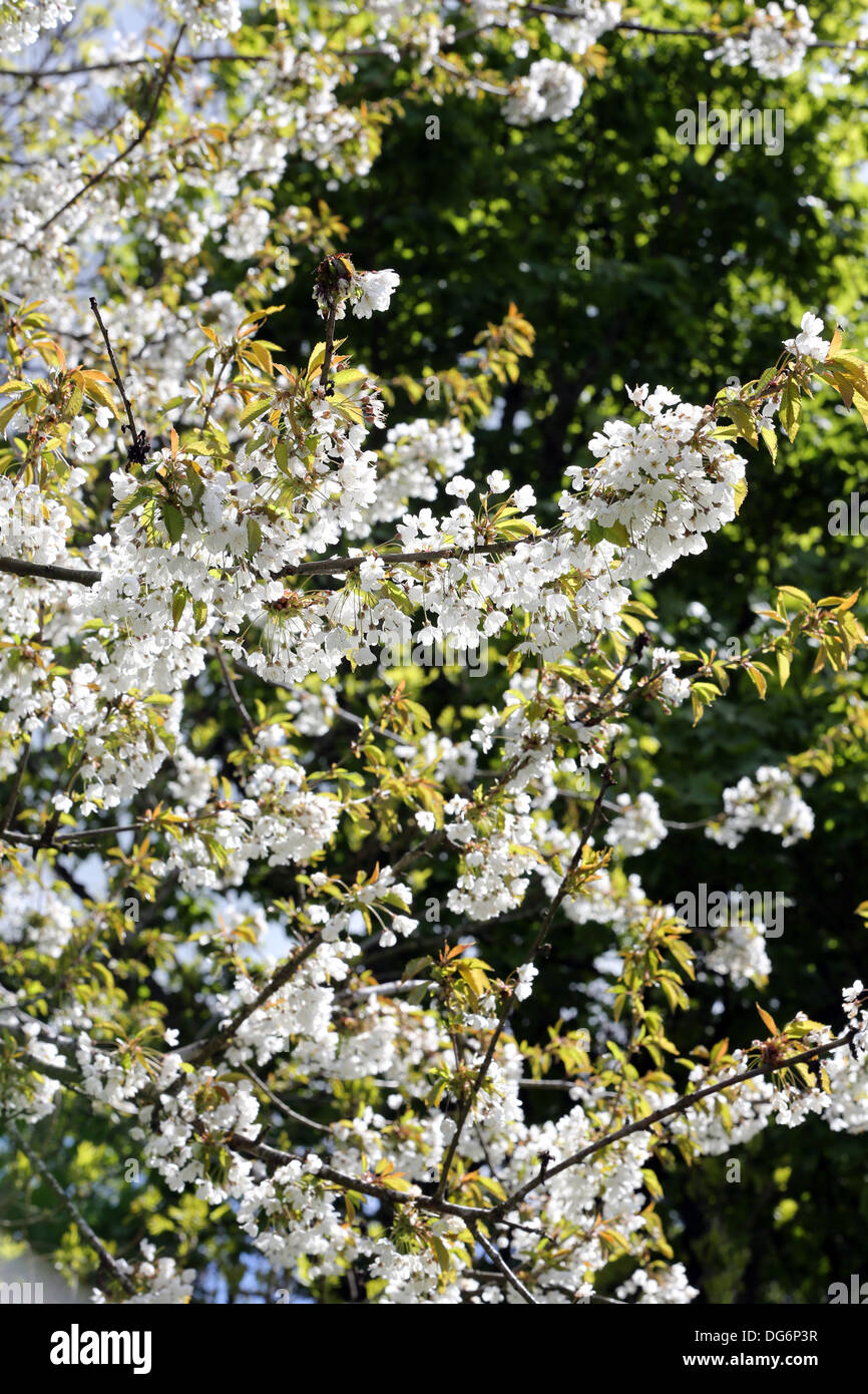 Blossom tree uk hi-res stock photography and images - Alamy