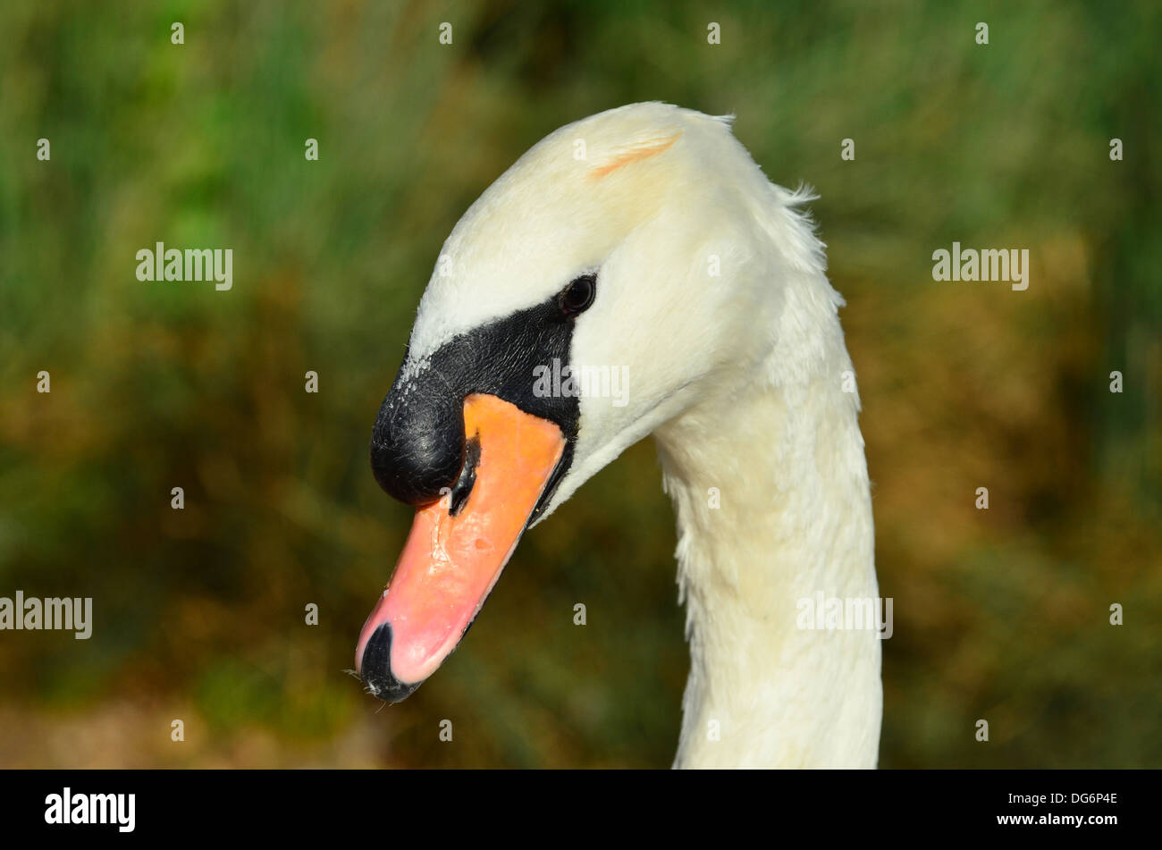 Swan head portrait Stock Photo - Alamy