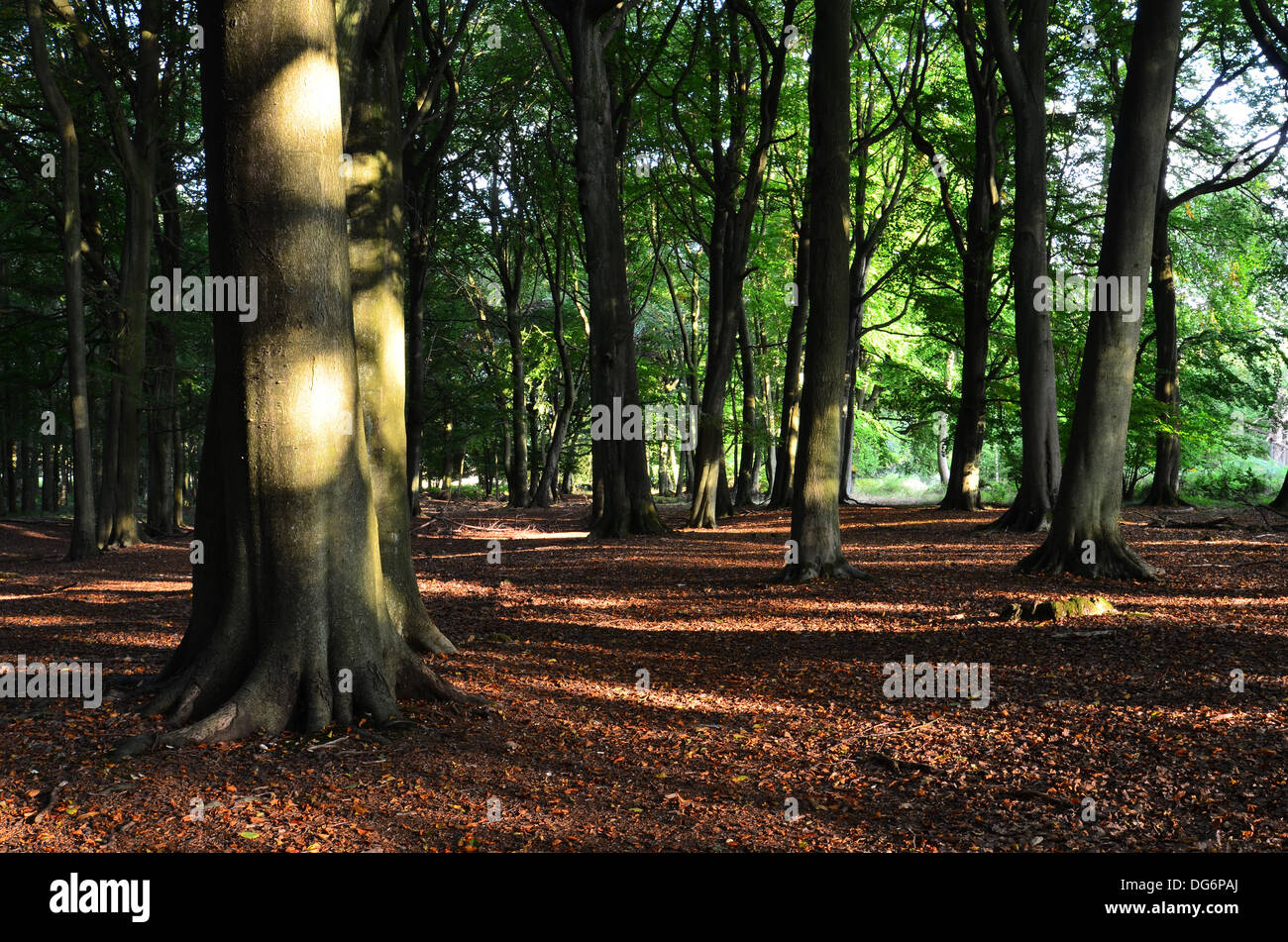 Beech tree forest hi-res stock photography and images - Alamy