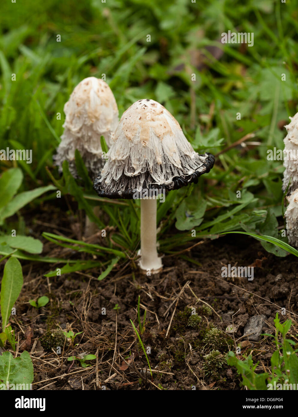 Shaggy Ink Cap fungus Stock Photo - Alamy