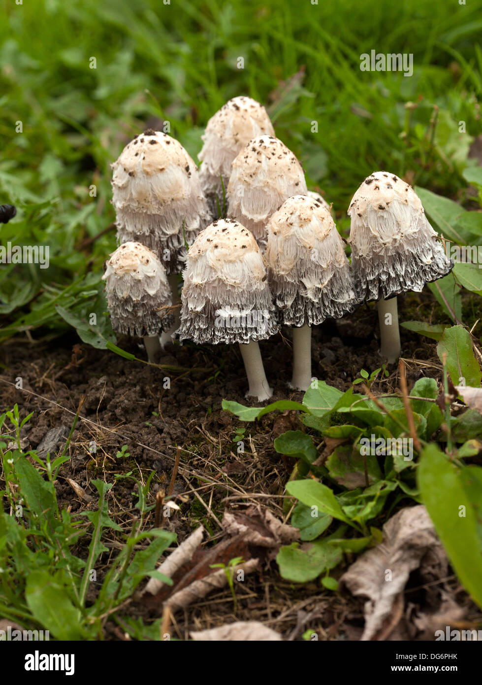 Ink cap fungus hi-res stock photography and images - Alamy