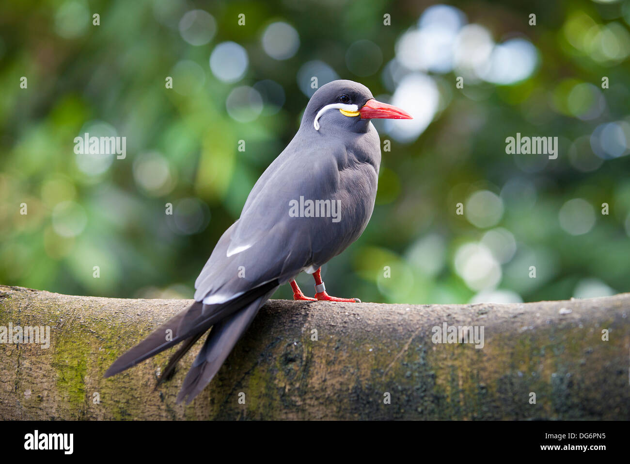 A healthy Inca Tern rests on a branch. These birds are native to Peru ...