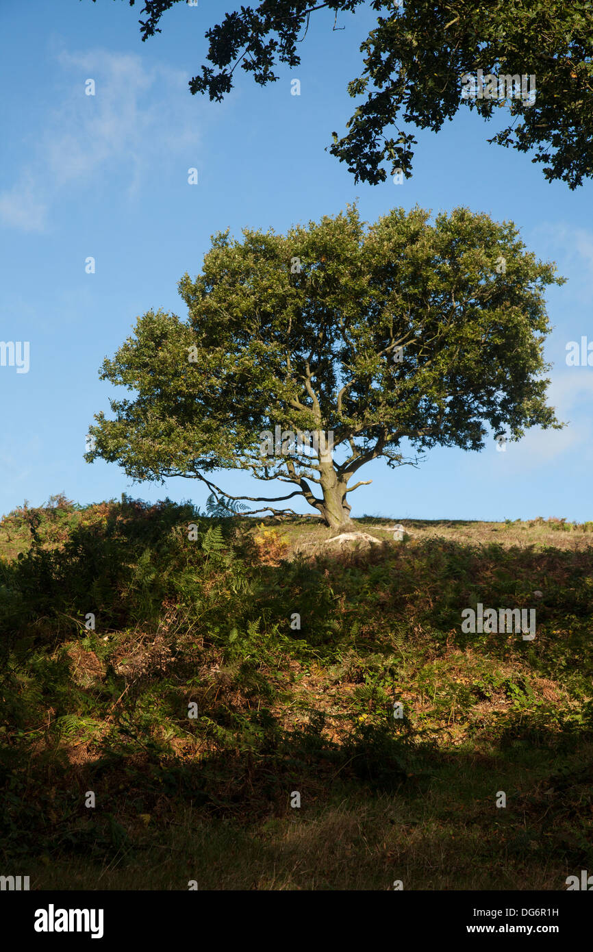 Specimen oak tree quercus robur hi-res stock photography and images - Alamy