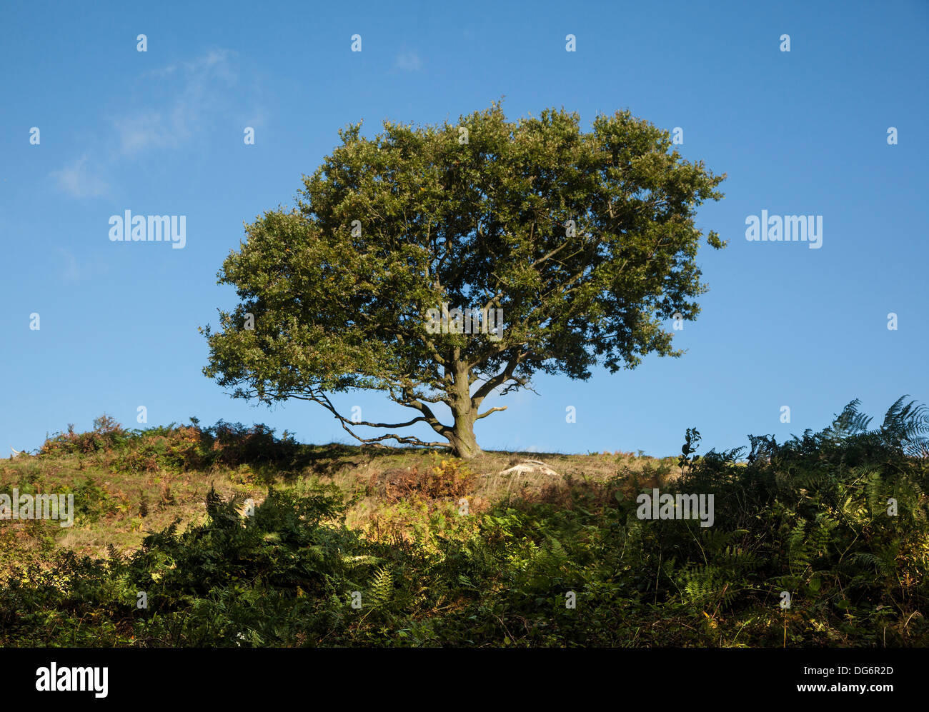 Specimen oak tree hi-res stock photography and images - Alamy