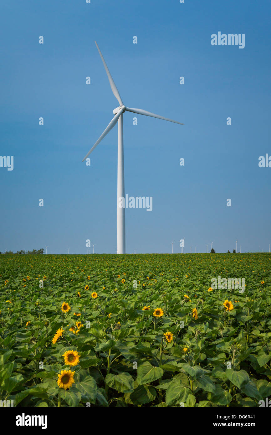 A windmill in a sunflower field at the Basin Electric Power Co ...