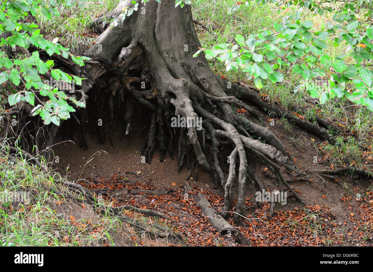 Beech tree roots exposed by soil erosion of hillside Stock Photo - Alamy