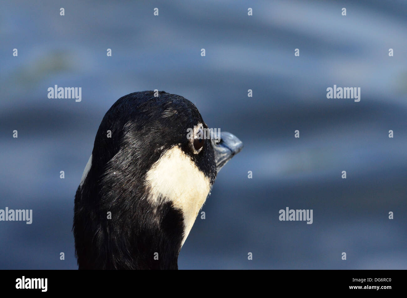 Canada goose portrait showing back of head Stock Photo - Alamy