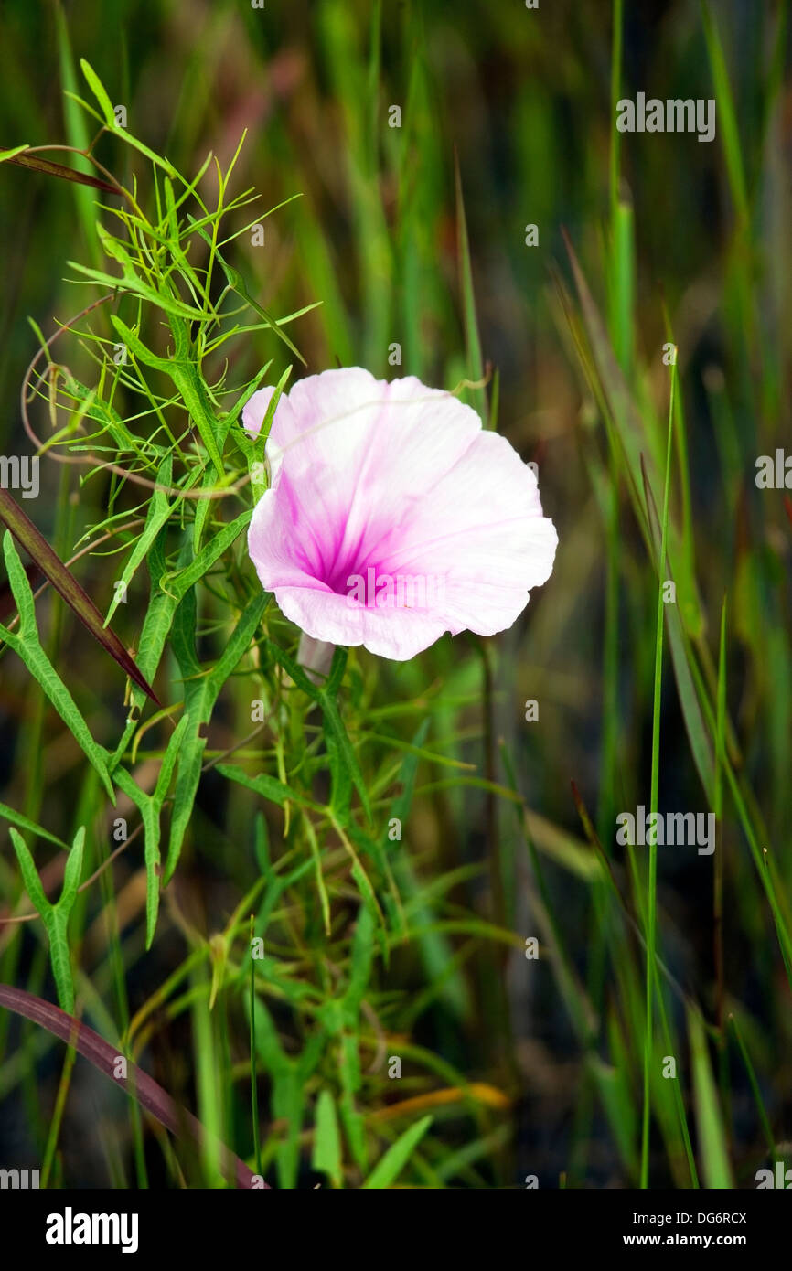 Saltmarsh Morning-Glory - Corkscrew Swamp Sanctuary - Naples, Florida ...