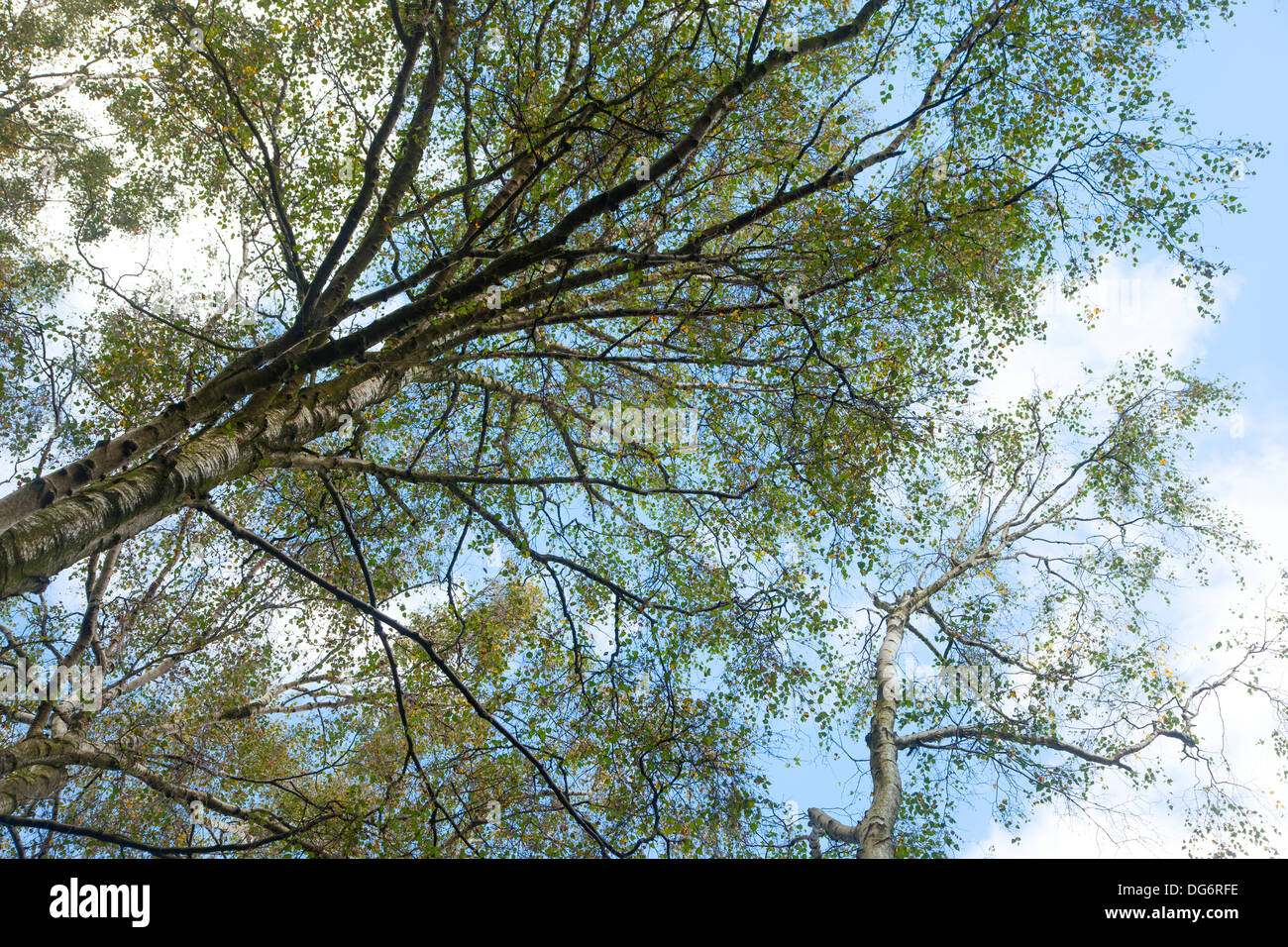 Tree canopy against blue sky Stock Photo - Alamy