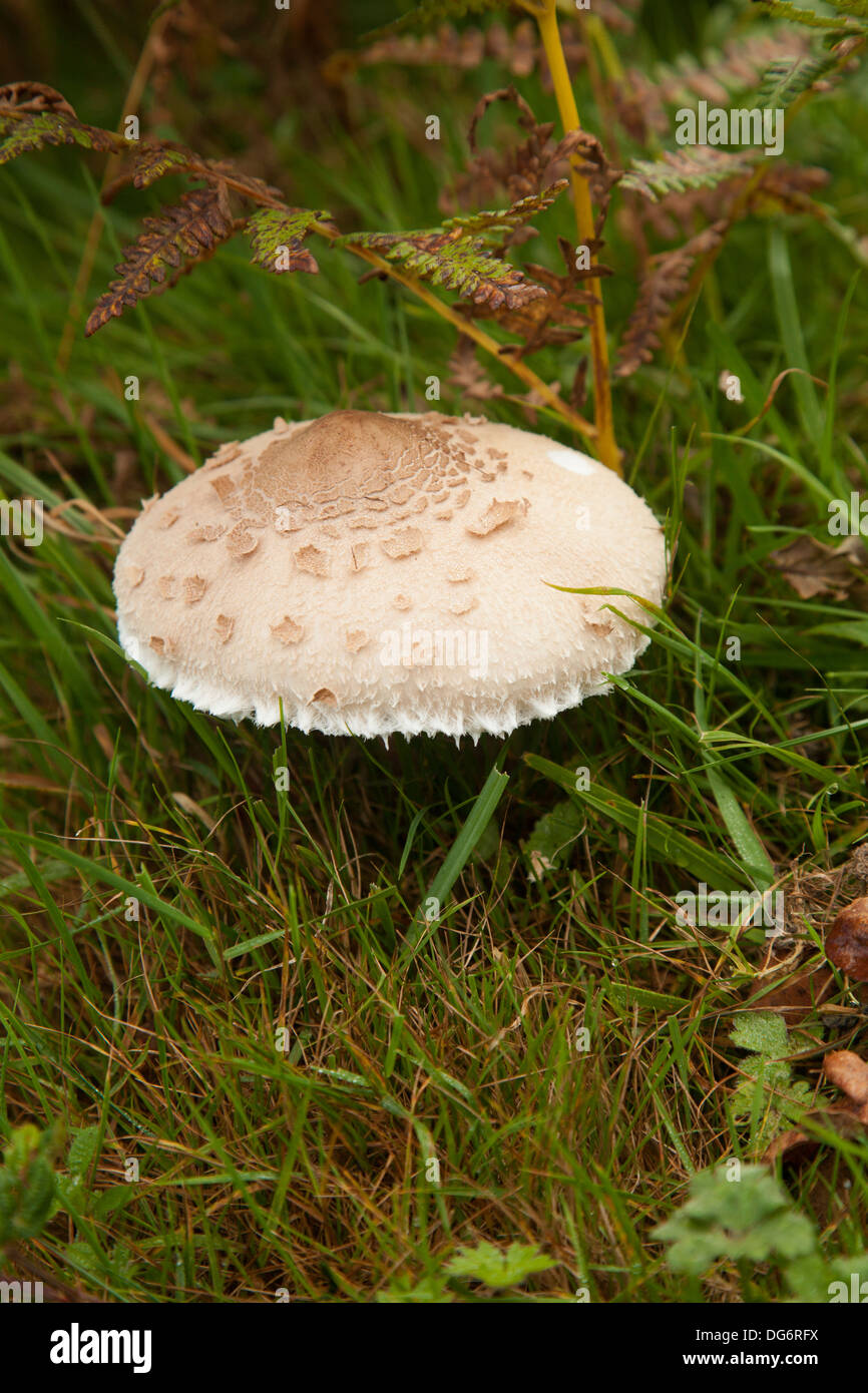 Excoriata mushroom hi-res stock photography and images - Alamy