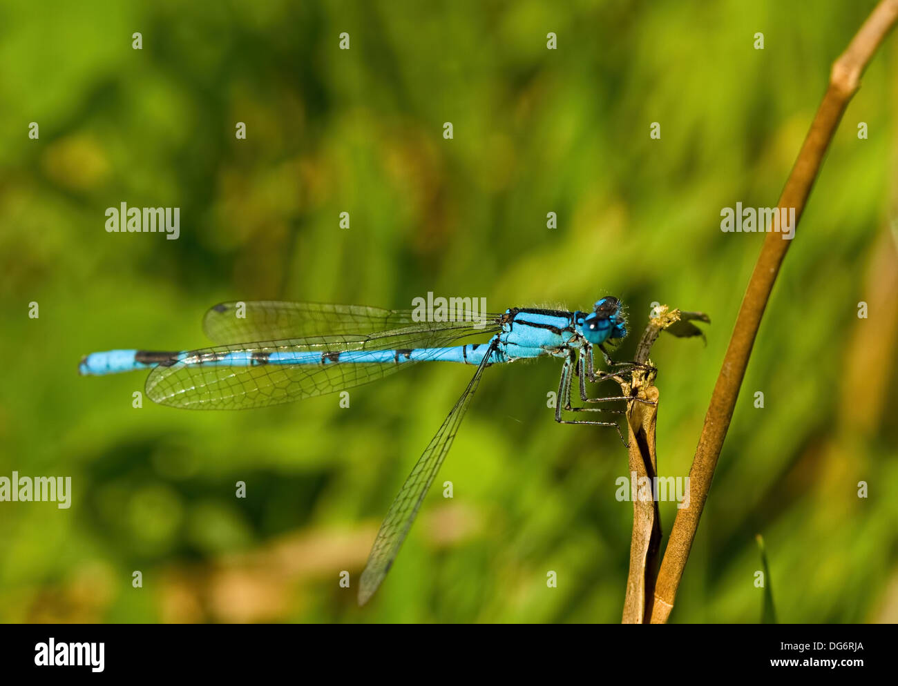 Common Blue Damselfly Stock Photo - Alamy