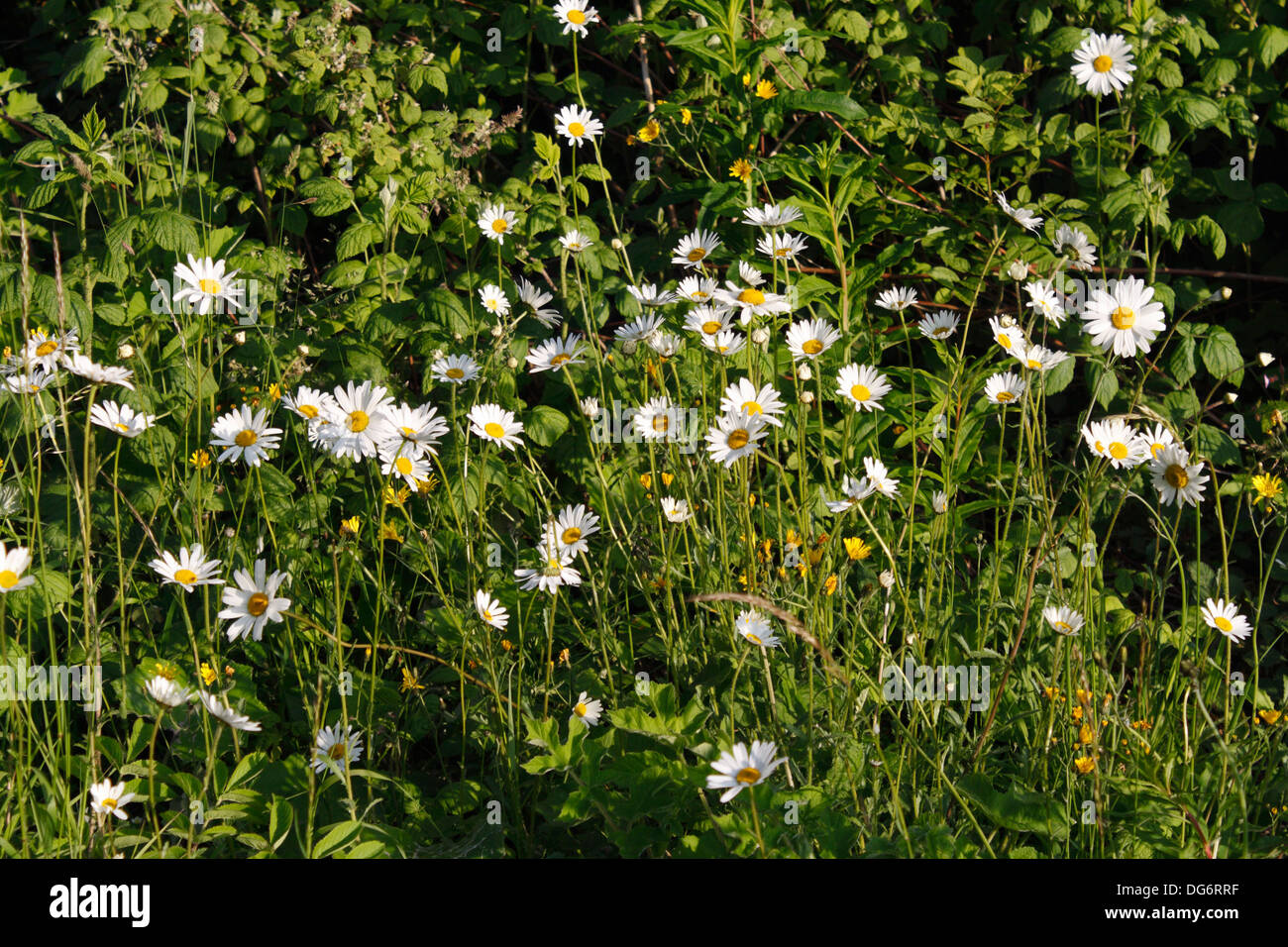 Common Daisies growing in a hedgerow - Bellis Perennis wildflower ...