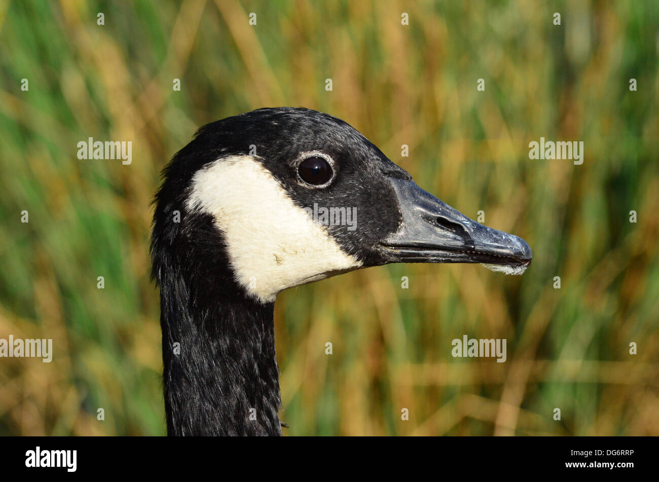 Canada goose markings hi-res stock photography and images - Alamy