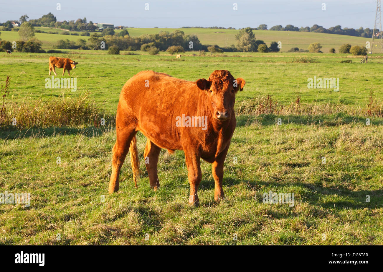 Young bull bulls hi-res stock photography and images - Alamy