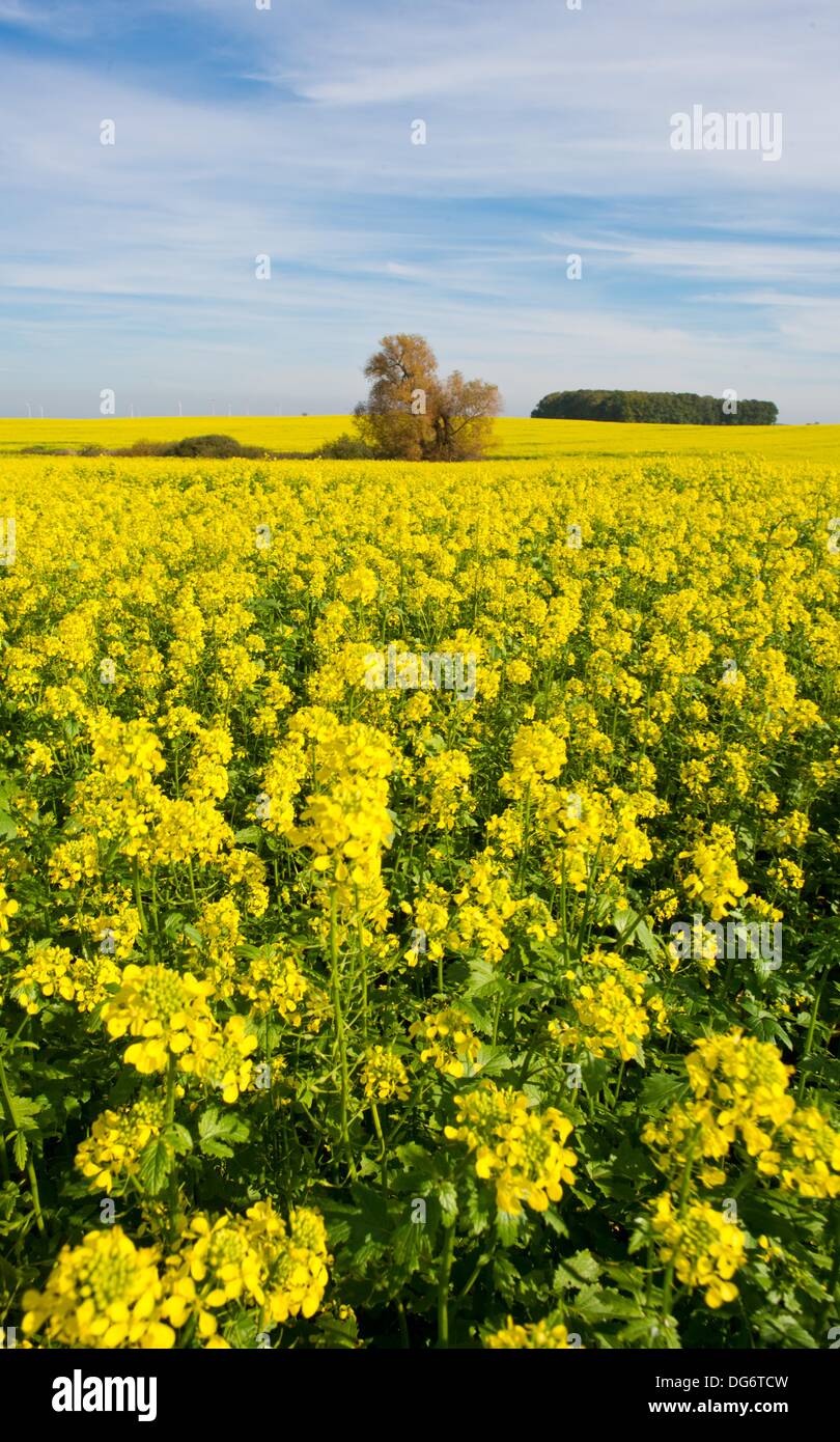 Lietzen, Germany. 14th Oct, 2013. A field of mustard is in full bloom ...