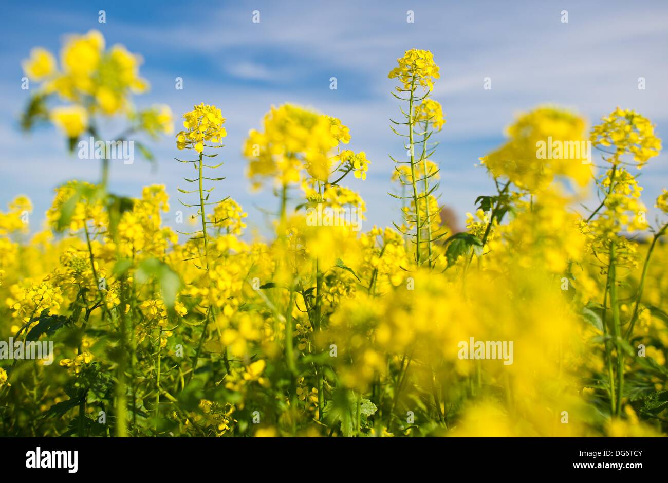 Lietzen, Germany. 14th Oct, 2013. A field of mustard is in full bloom ...