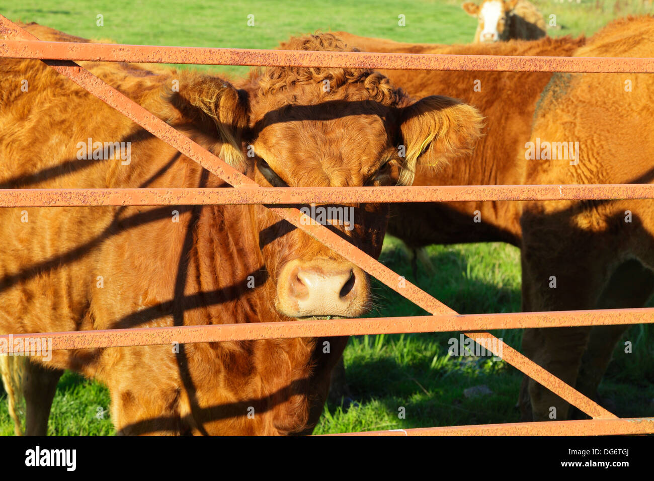 Young bull looking through farm gate East Sussex England UK Stock Photo ...