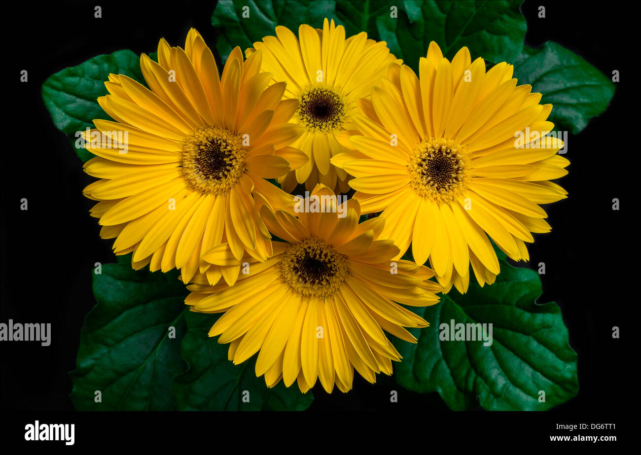 Gerbera Hybrid flower Stock Photo - Alamy