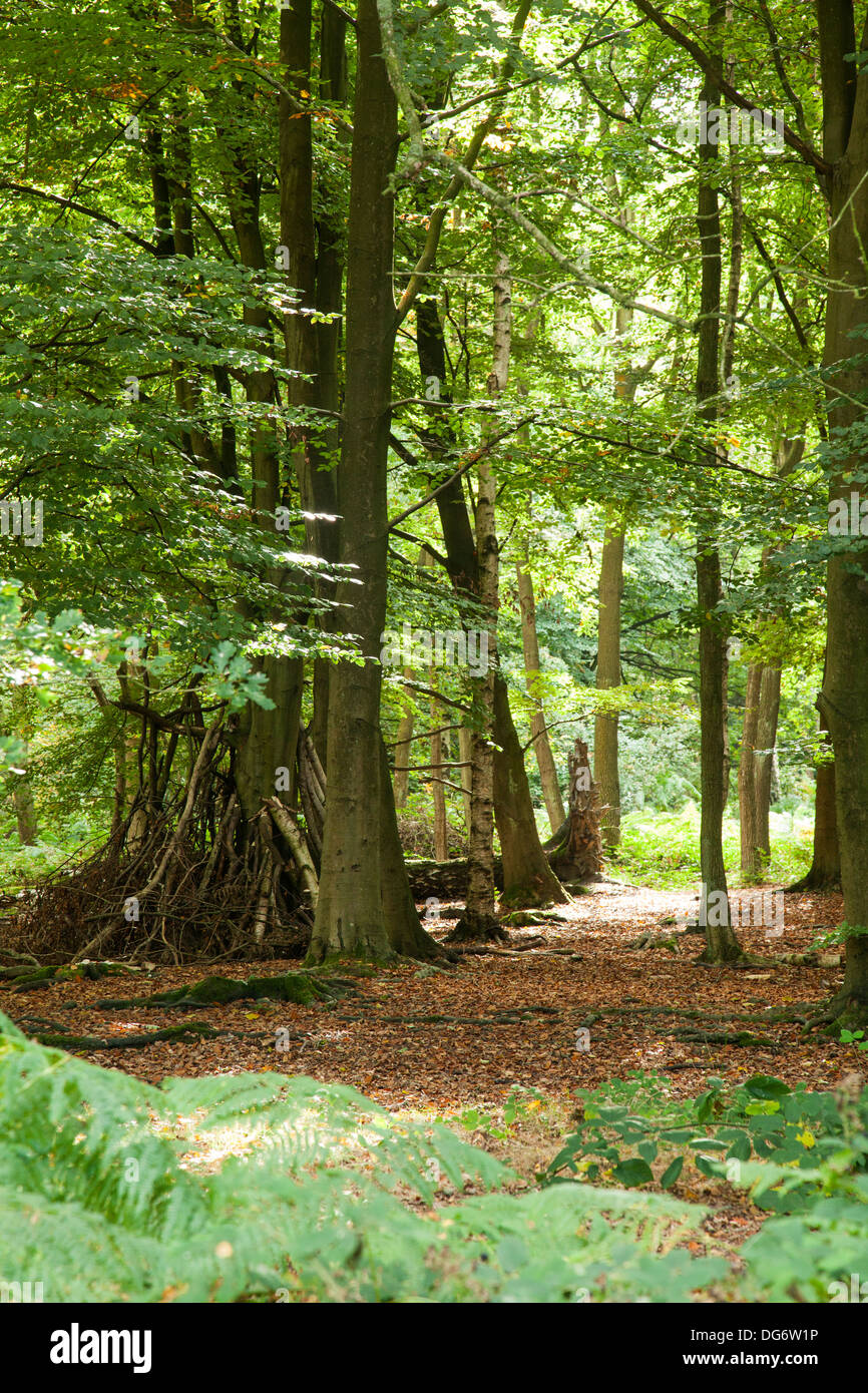 Den built against a tree in woodland Stock Photo - Alamy