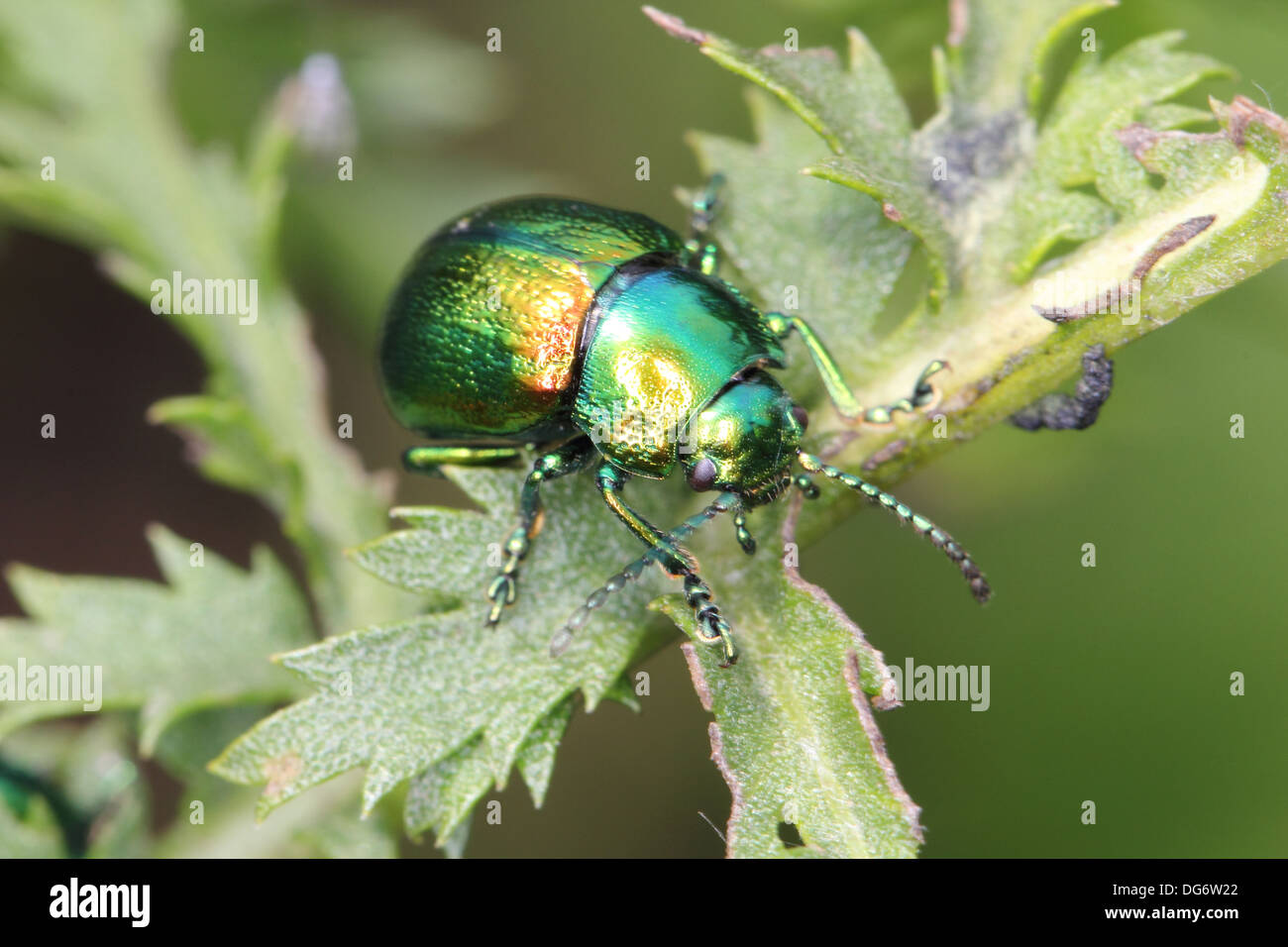 Tansy beetle hi-res stock photography and images - Alamy