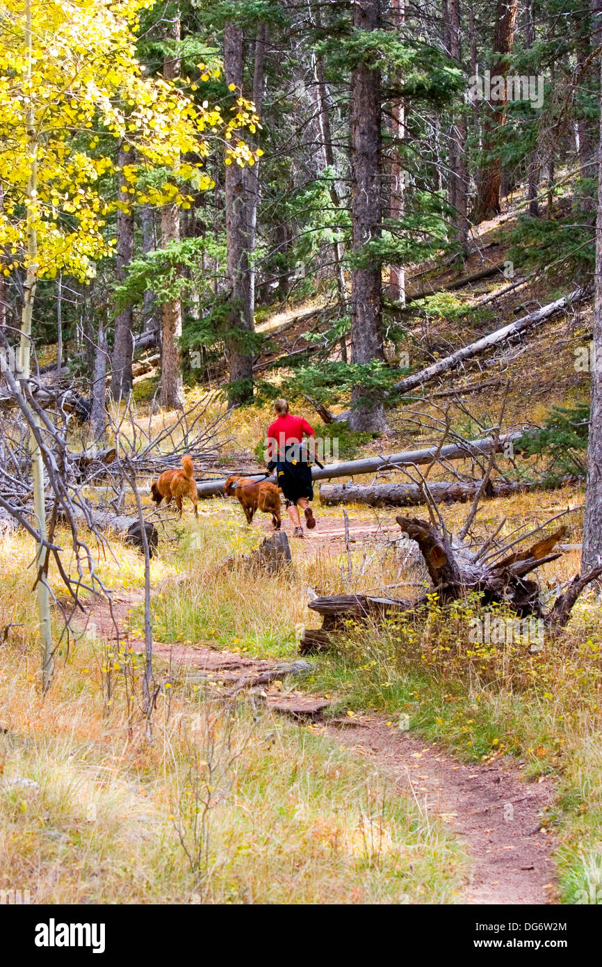 Dogs autumn fall hi-res stock photography and images - Alamy