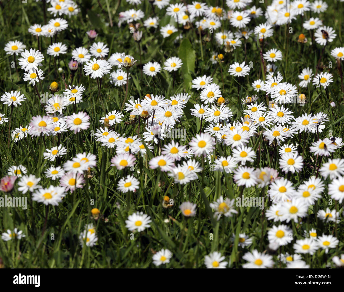 Sunny flower field hi-res stock photography and images - Alamy