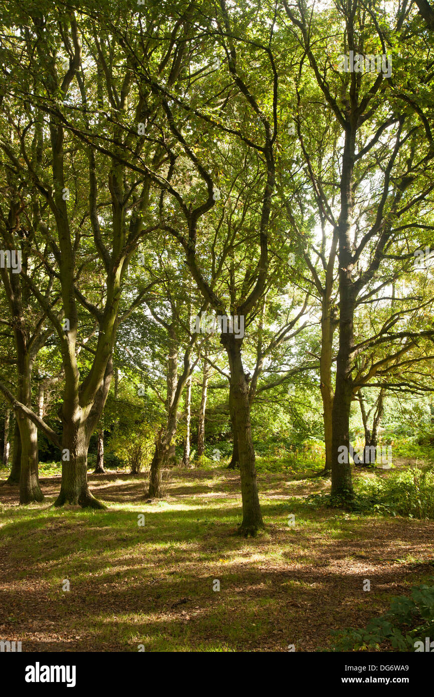 Woodland in dappled shade Stock Photo - Alamy