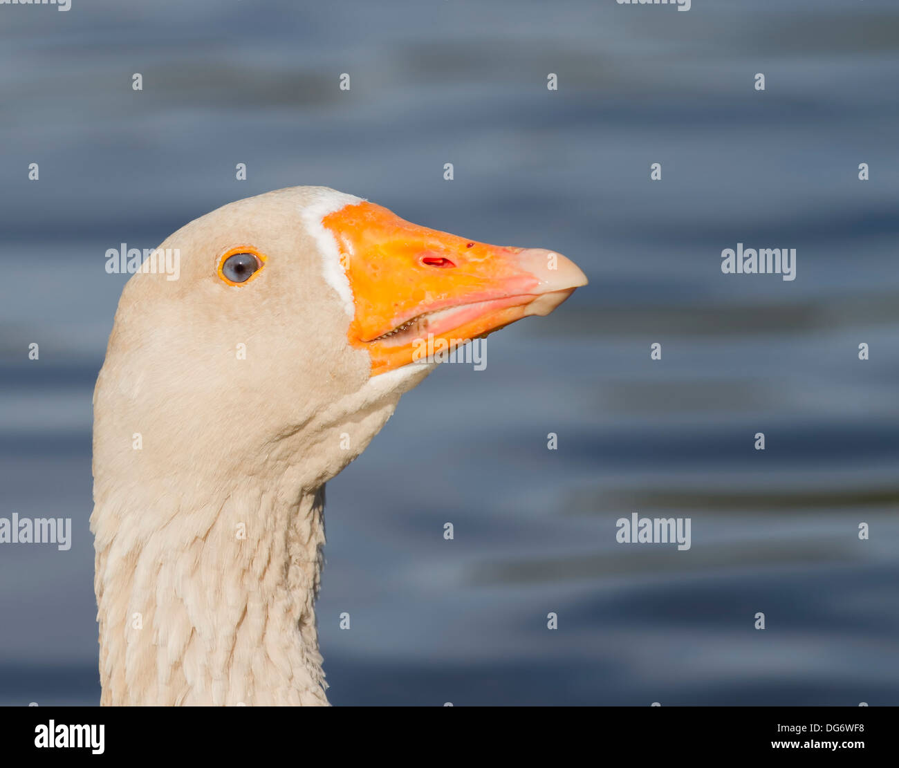 Pet goose meat hi-res stock photography and images - Alamy