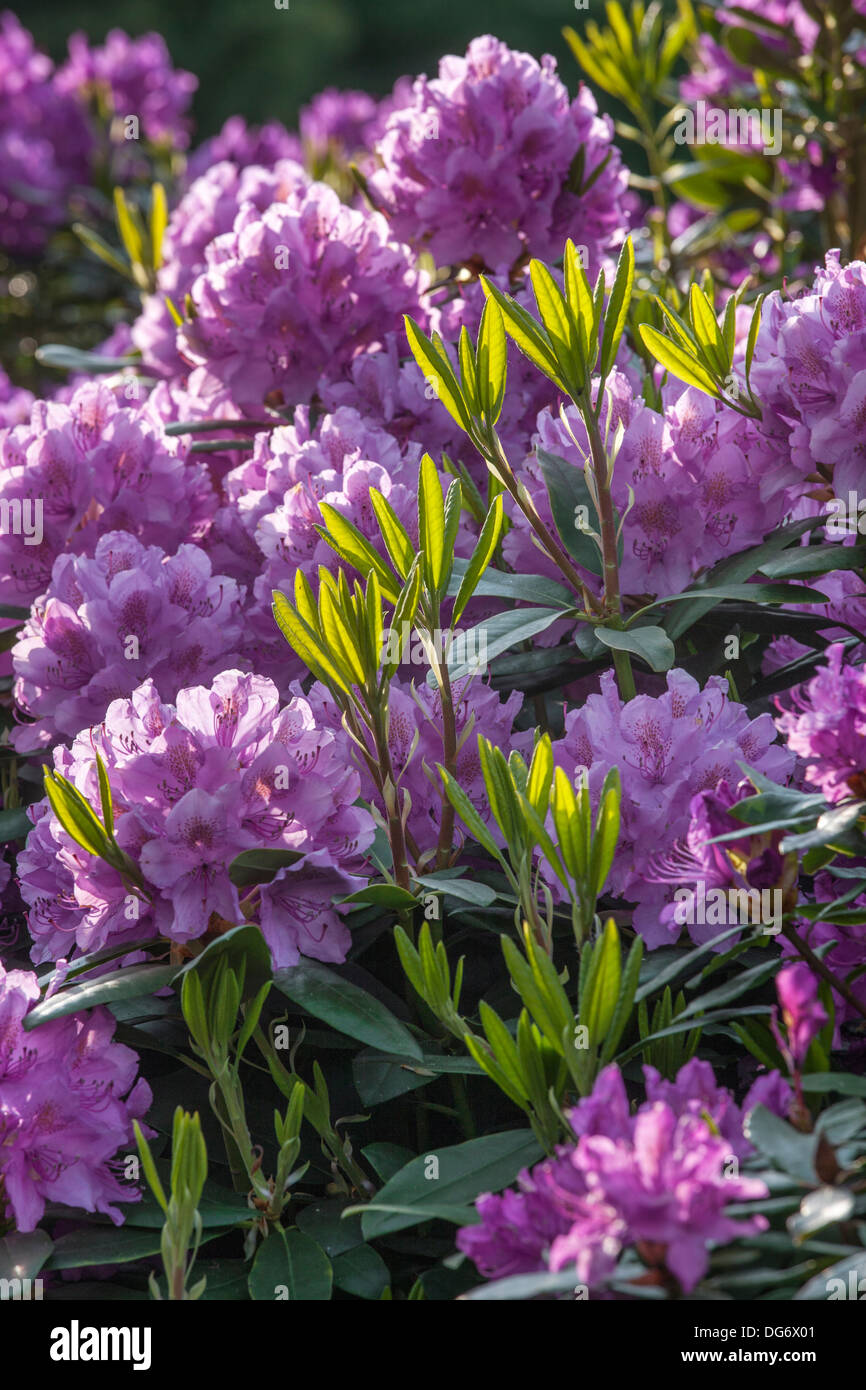 Flowering Common rhododendron / pontic rhododendron (Rhododendron ...