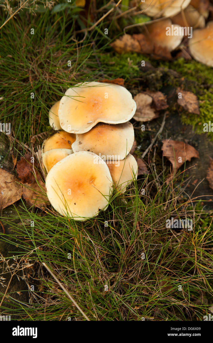Clitocybe suaveolens hi-res stock photography and images - Alamy