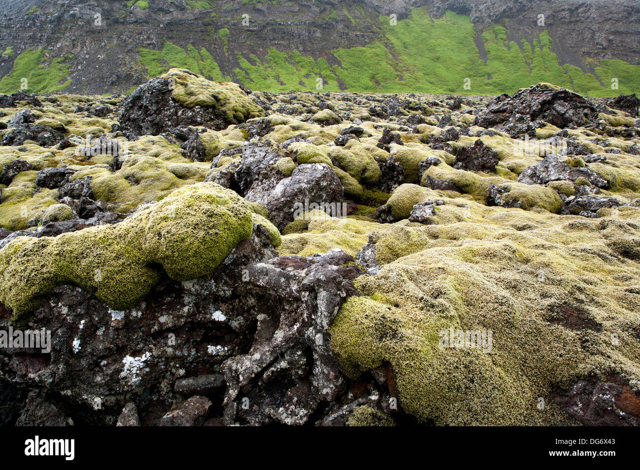 Moss covered lava rock hi-res stock photography and images - Alamy
