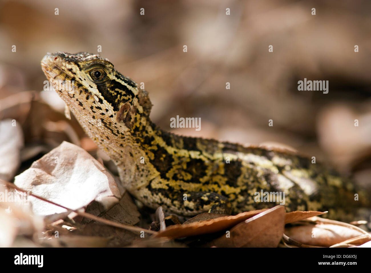 Basilisks hi-res stock photography and images - Alamy