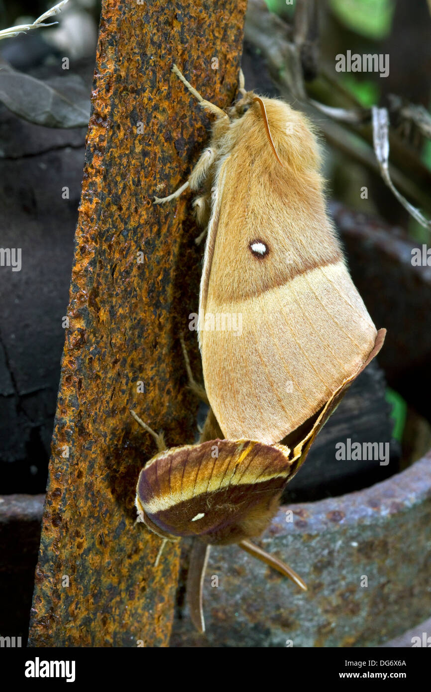 Oak Eggar (Lasiocampa quercus) moths mating Stock Photo - Alamy