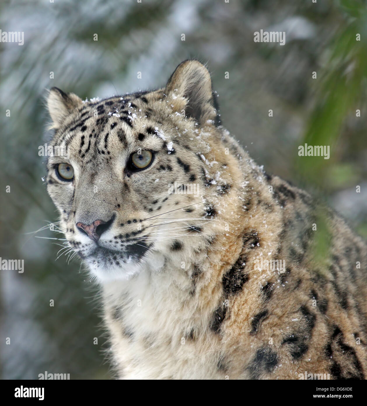 Animal snowleopard hi-res stock photography and images - Alamy