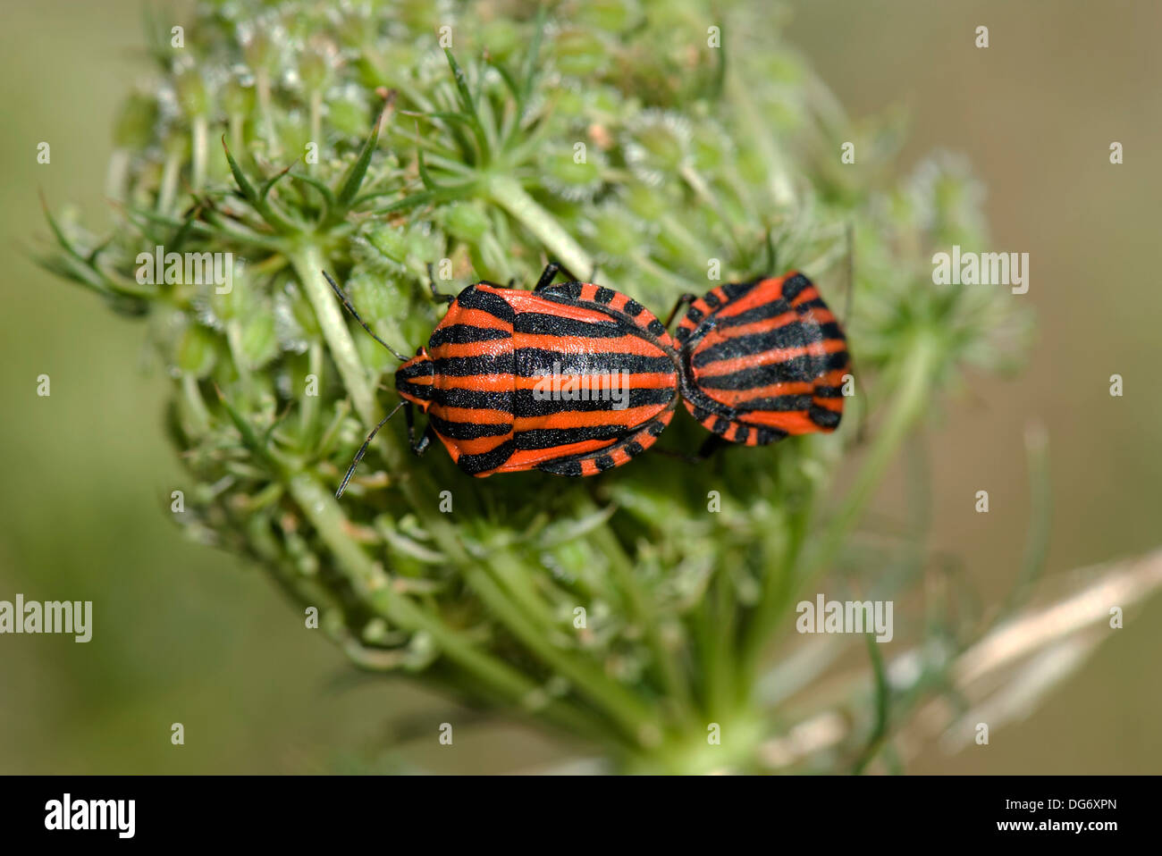 Striped shield bug, Graphosoma lineatum, mating pair on an umbellifer ...