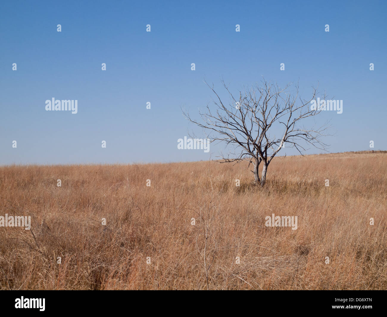Natural prairie grassland landscape at Beaver Creek Conservation Area ...