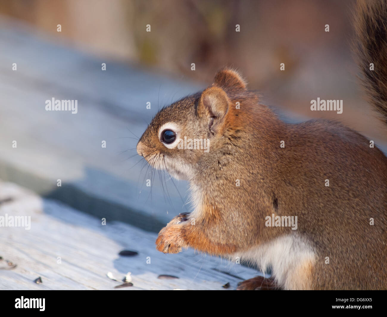 American red squirrel tree hi-res stock photography and images - Alamy