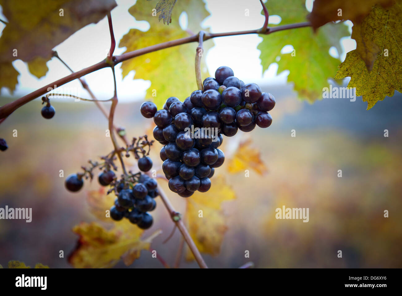 Vine leaf tempranillo grape variety hi-res stock photography and images ...
