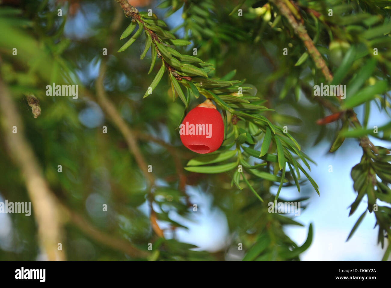 Bird yew tree hi-res stock photography and images - Alamy