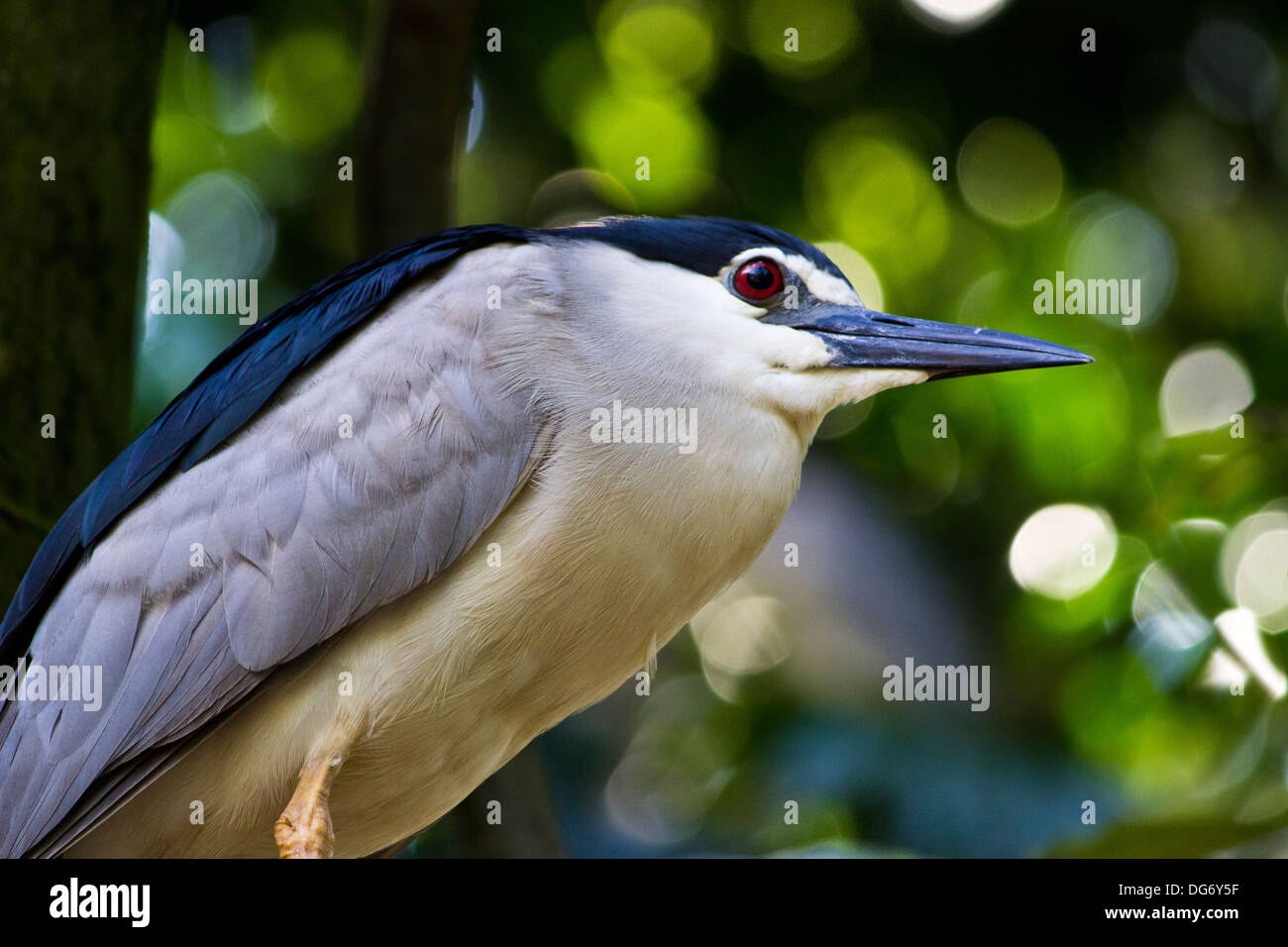 Red eyed Bird Stock Photo - Alamy