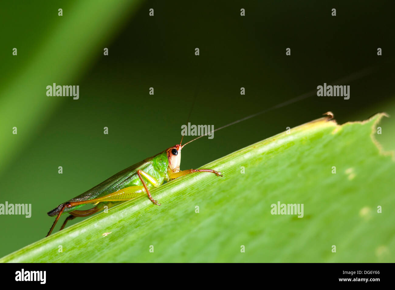 Cricket / Grasshopper Species - Corkscrew Swamp Sanctuary - Naples ...