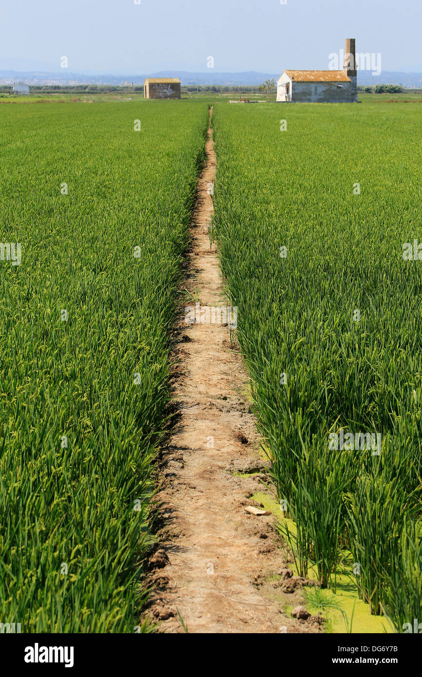 Rice fields with ripe grain, Perello, Valencia Stock Photo - Alamy