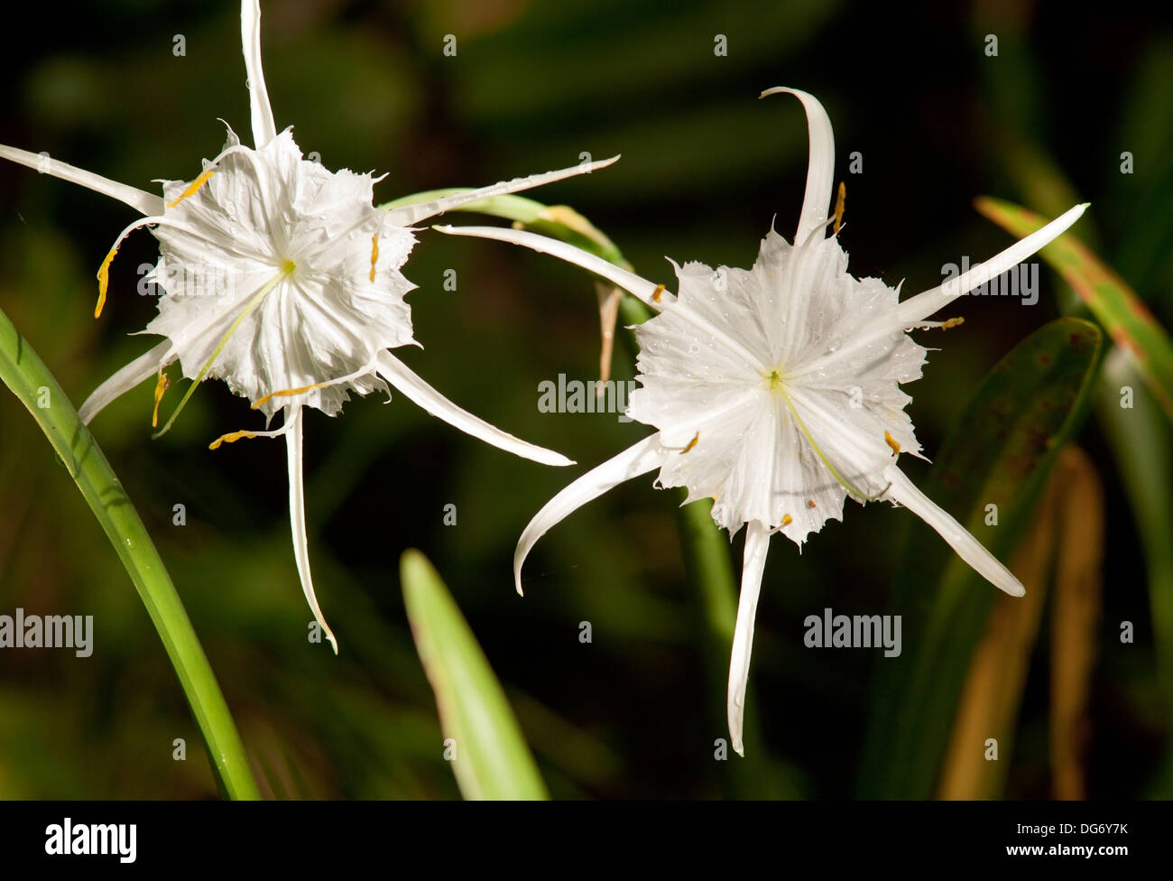 Hymenocallis palmeri hi-res stock photography and images - Alamy