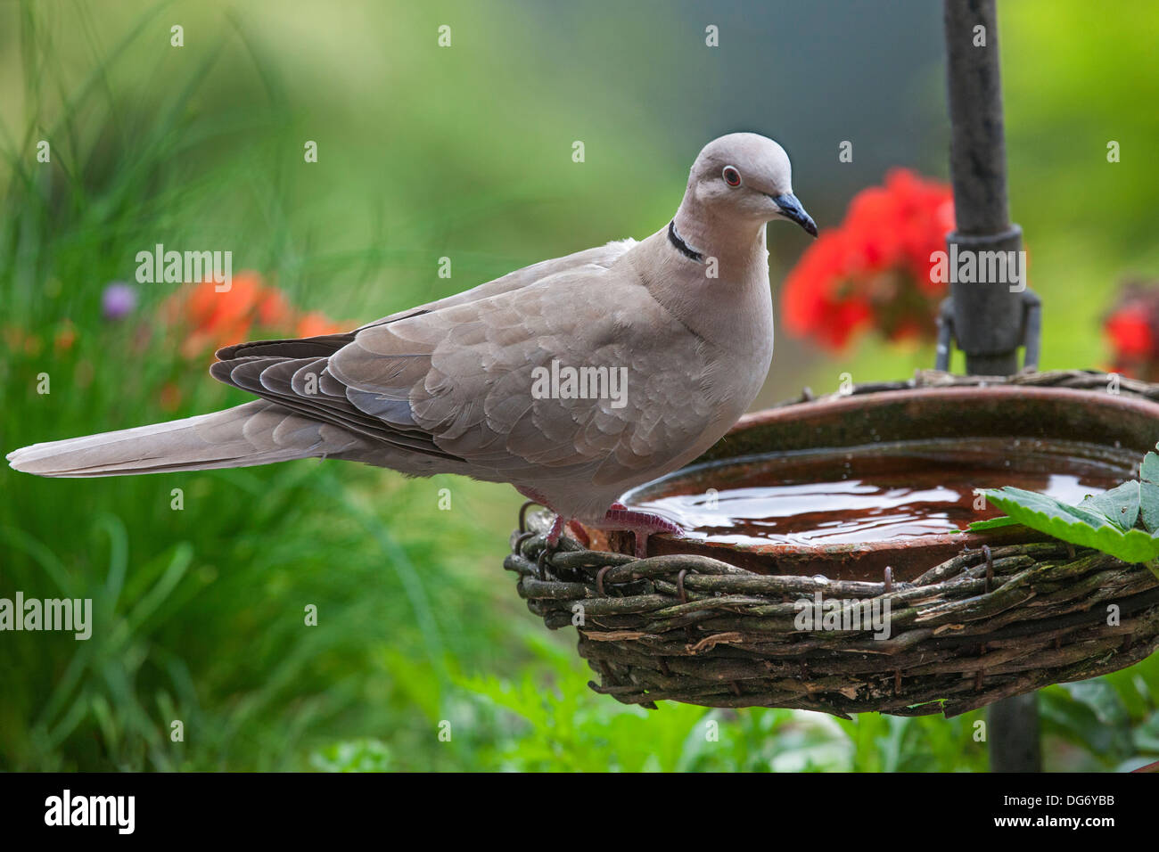 Collared dove bath hi-res stock photography and images - Alamy
