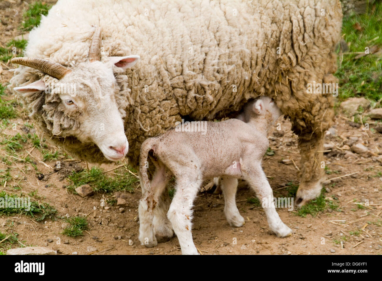 Pennsylvania plantation hi-res stock photography and images - Alamy
